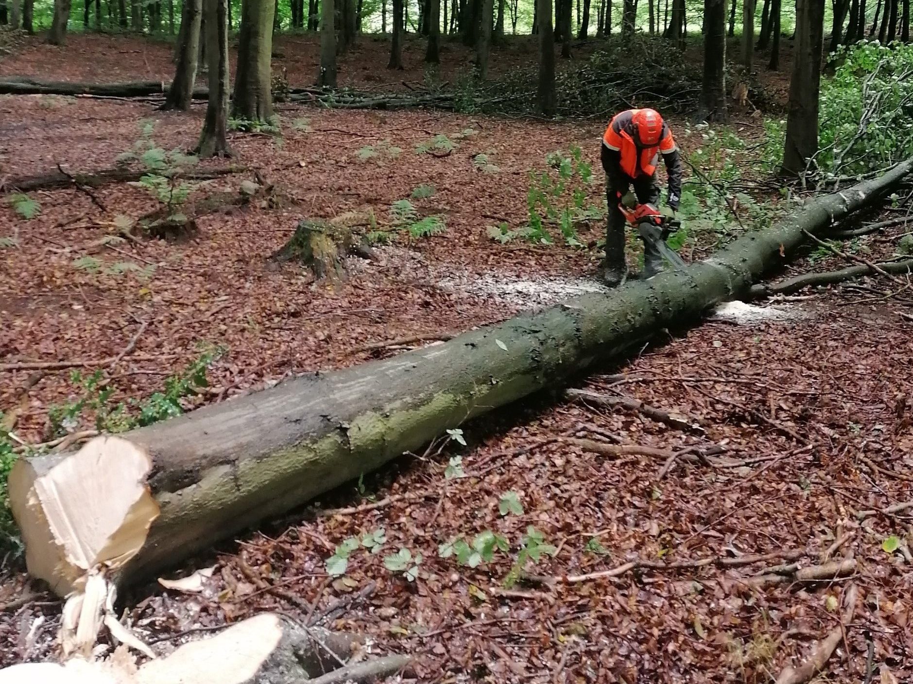 GreenBeams – We provide the necessary link between suppliers of timber ...